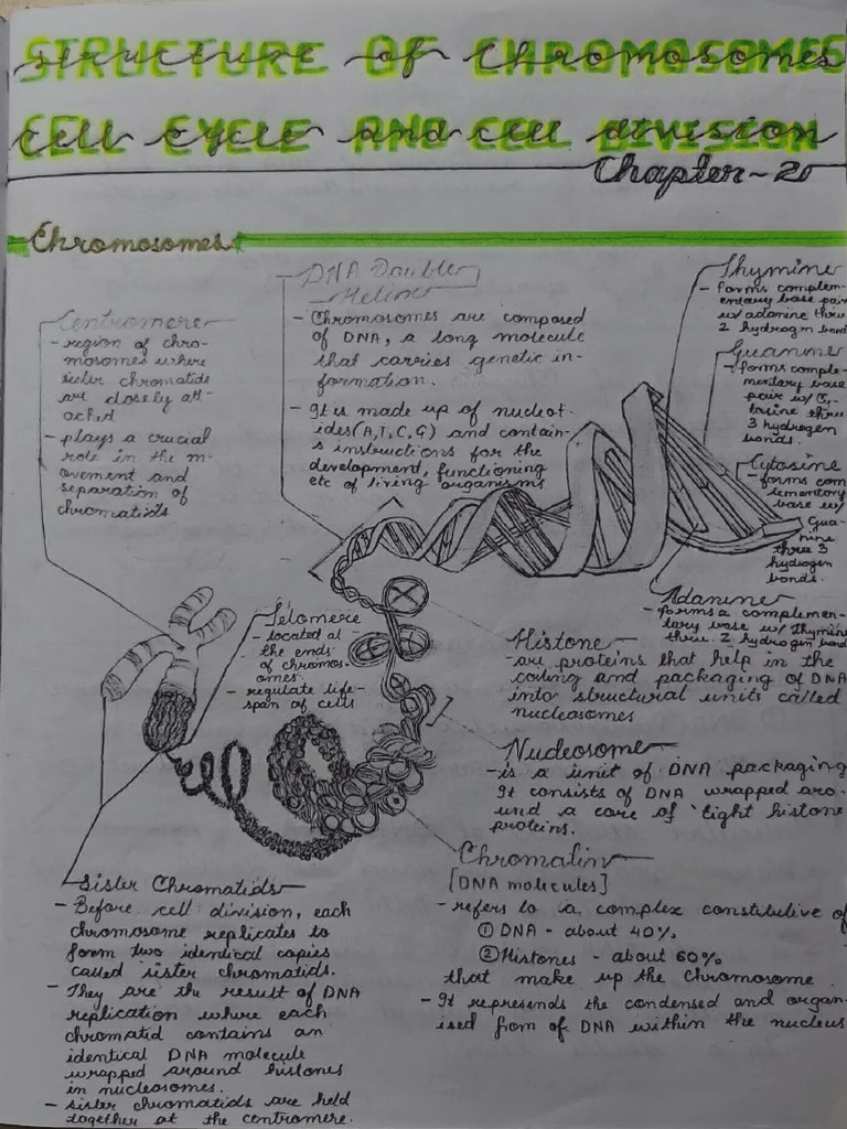 Overview of the Cell Cycle | PDF | Chromatin | Biology