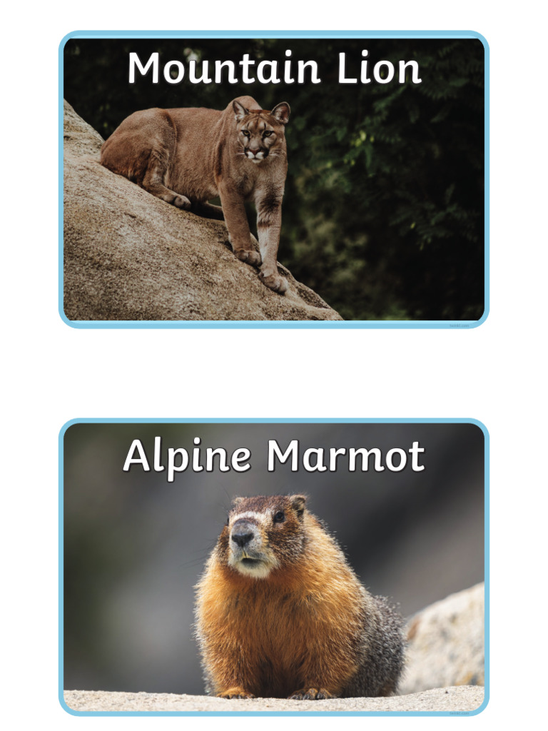 Mountain Animals Photo Pack | PDF