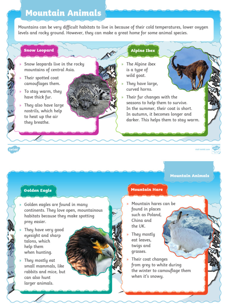Mountain Animals - Fact File | PDF