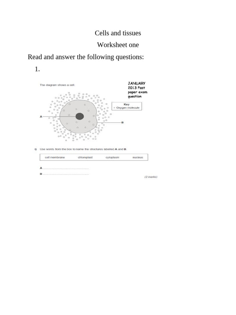 Cells and Tissues Worksheet 1 | PDF