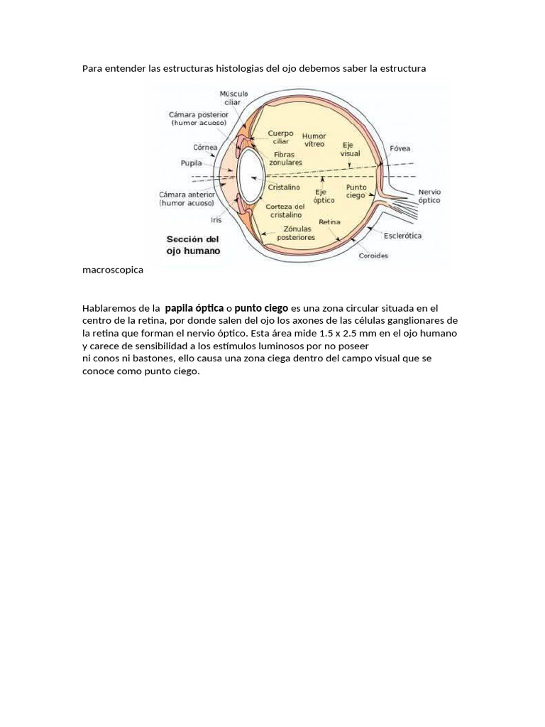 Estructuras Del Ojo | PDF | Percepción visual | Retina