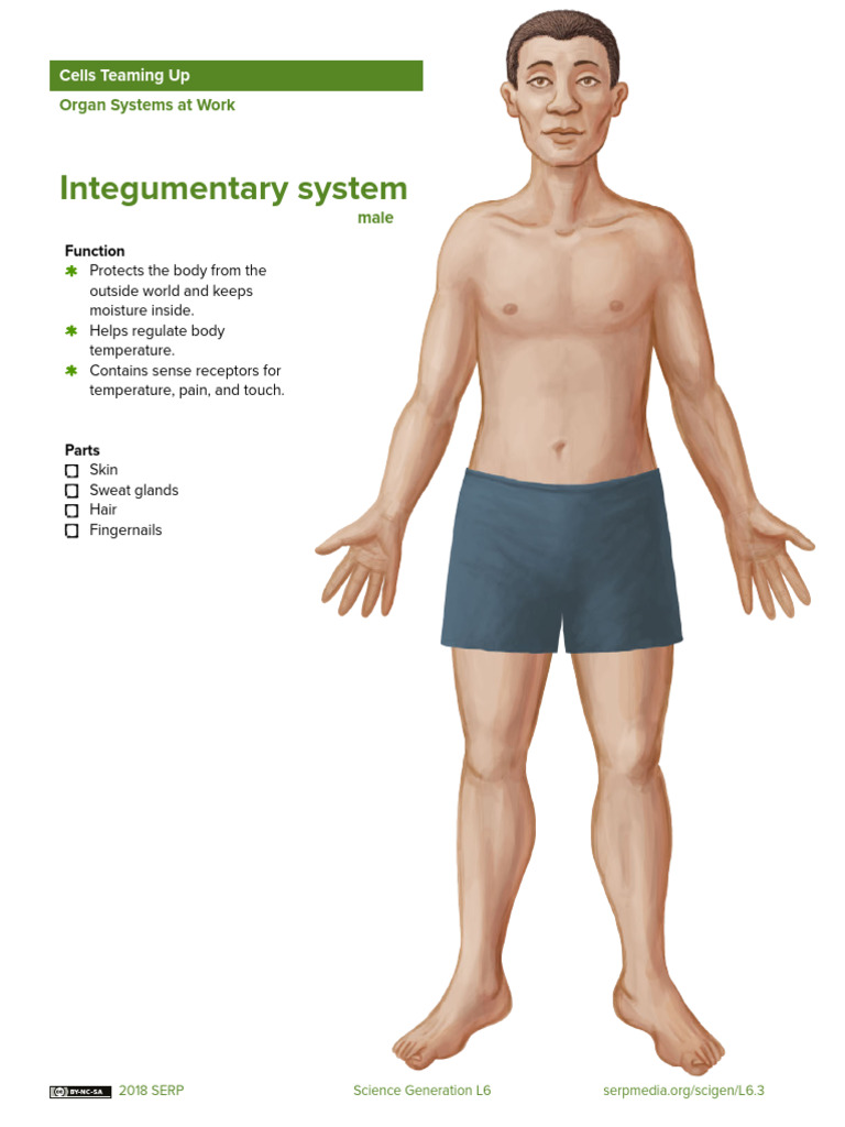 l6.3 Printable Human Organ Systems Layers | PDF | Human Body | Muscle