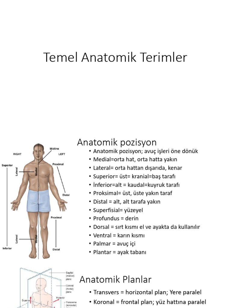 Temel Anatomik Terimler | PDF