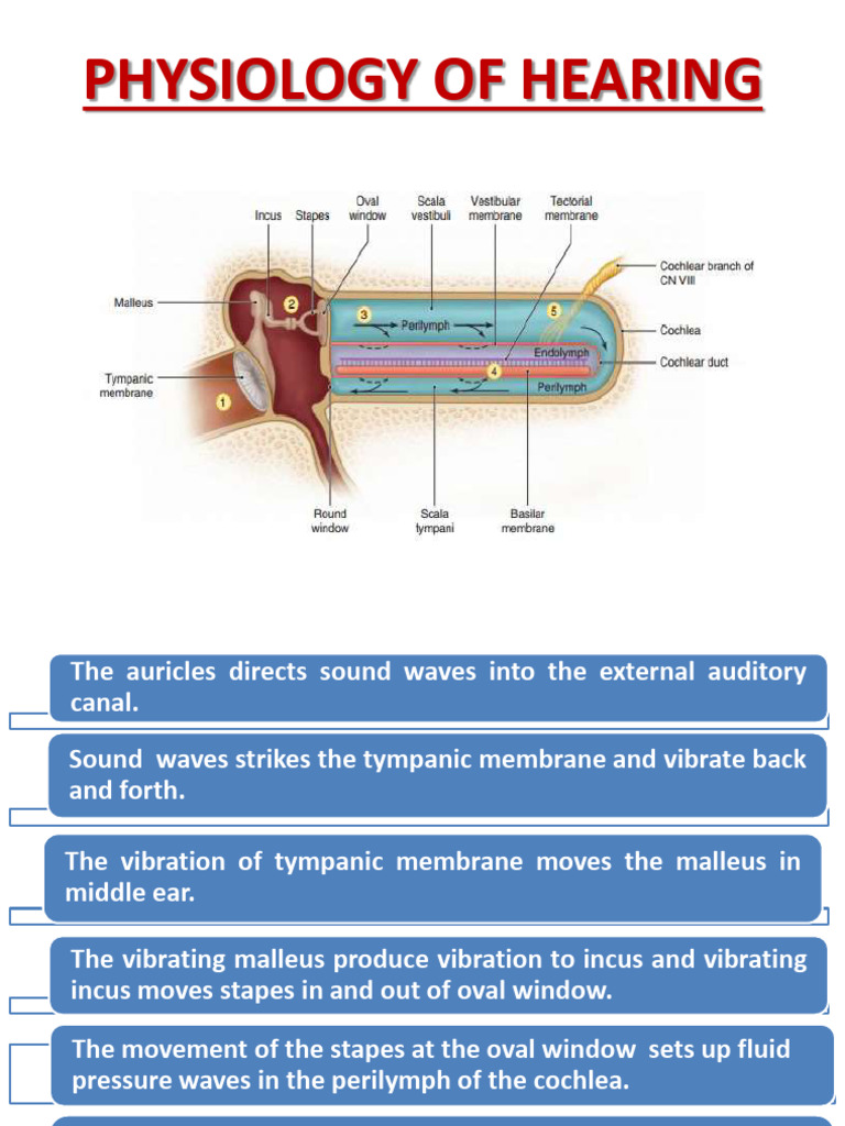 Hearing Physiology Overview | PDF | Auditory System | Hearing