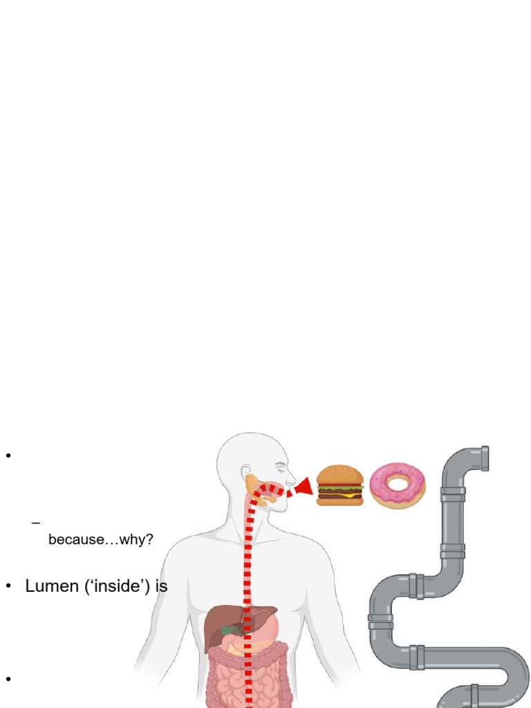 GI Anatomy I | PDF | Stomach | Human Tooth
