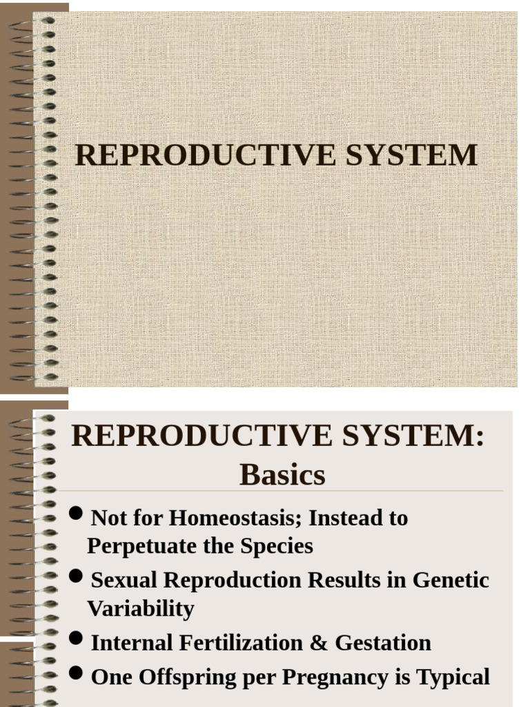 Reproductive System | PDF | Menstrual Cycle | Testicle
