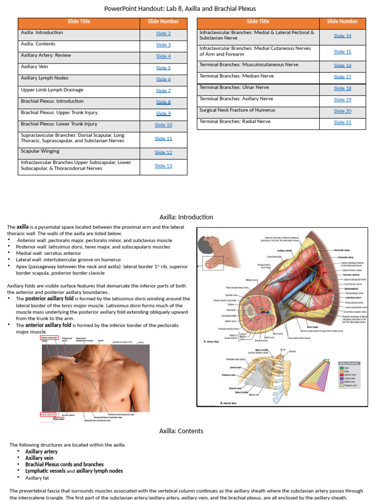 Anatomy of Axilla & Brachial Plexus | PDF | Arm | Anatomical Terms Of Motion