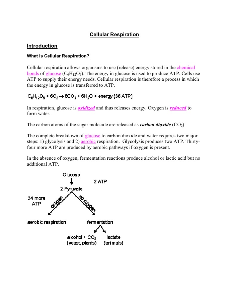Lecture Notes On Cellular Respiration | PDF | Cellular Respiration ...