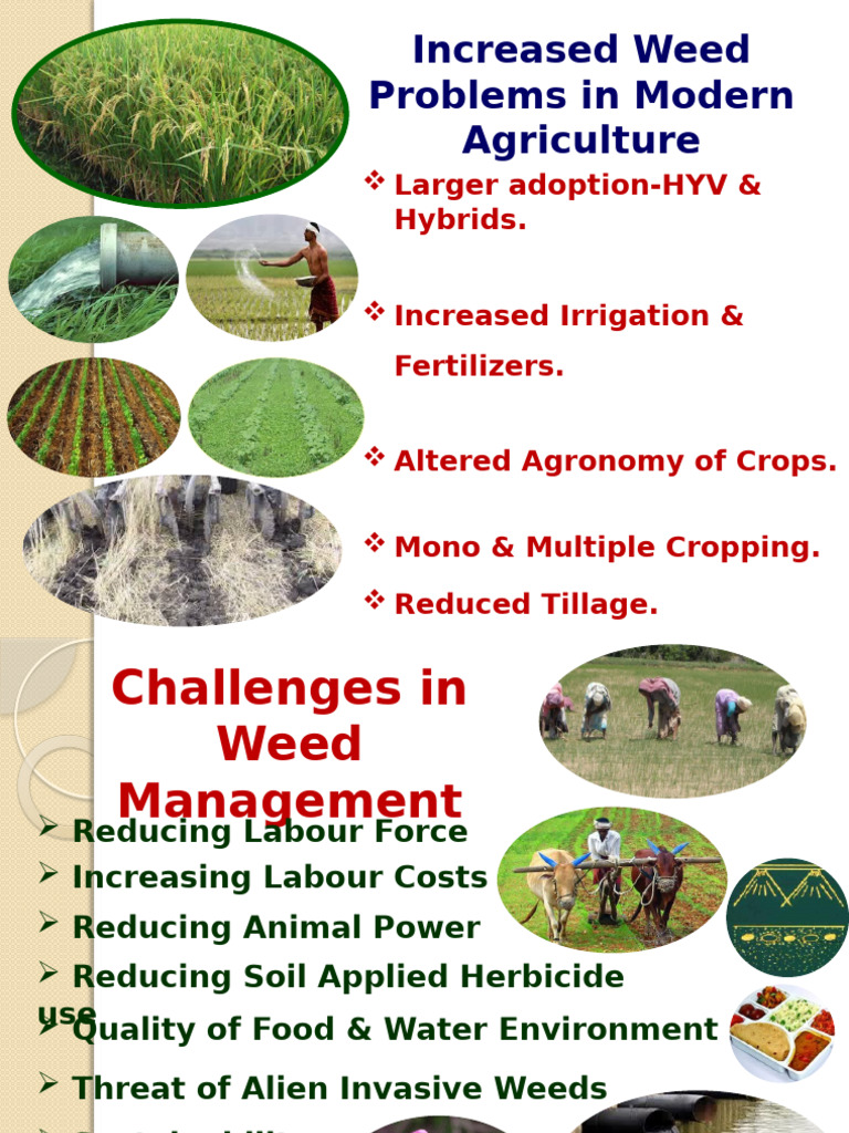 Weed | PDF | Weed | Herbicide