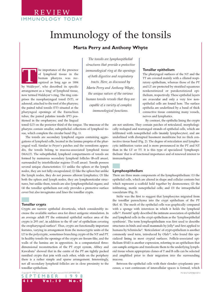 Immunology of Tonsils | PDF | Epithelium | Lymphatic System