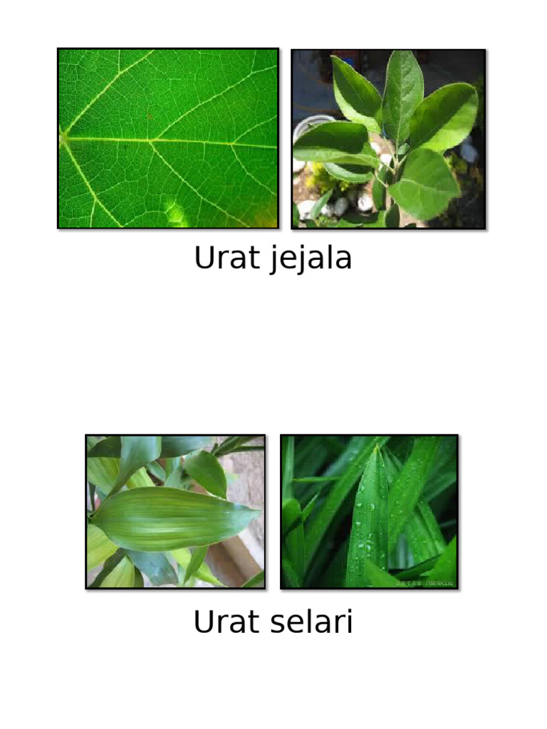 Ciri Tumbuhan 2 | PDF