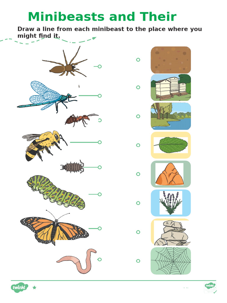T T 5109 Minibeasts and Their Habitats Activity Sheet - Ver - 4 | PDF