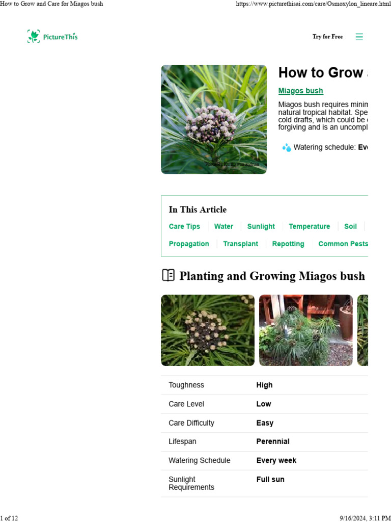 How To Grow and Care For Miagos Bush | PDF | Pruning | Botany