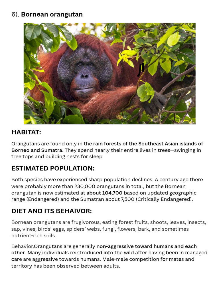 6) .Bornean Orangutan | PDF