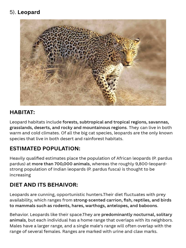 Leopard | PDF