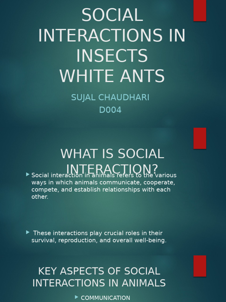 Social Interactions in Insects - White Ants | PDF | Eusociality | Ant