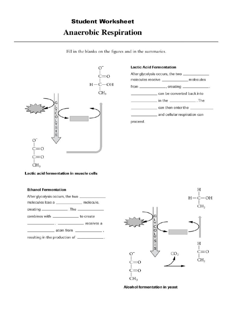 Worksheet Anaerobic Respiration | PDF