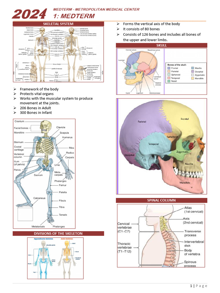 Medterm Skeletal | PDF | Vertebral Column | Bone