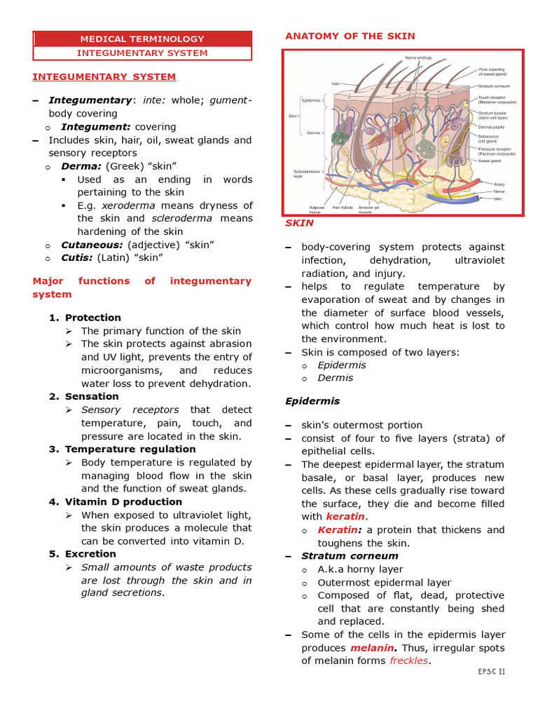 Medterm Midterm Exam Integumentary | PDF | Skin | Integumentary System