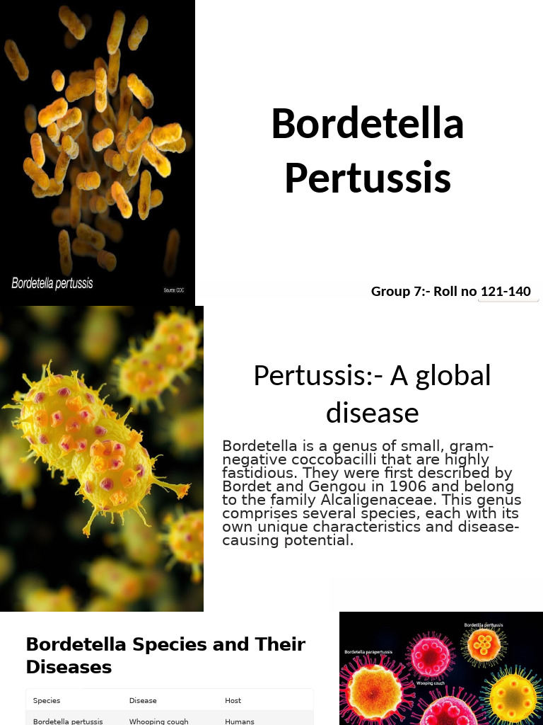Pertussis | PDF | Vaccines | Infection