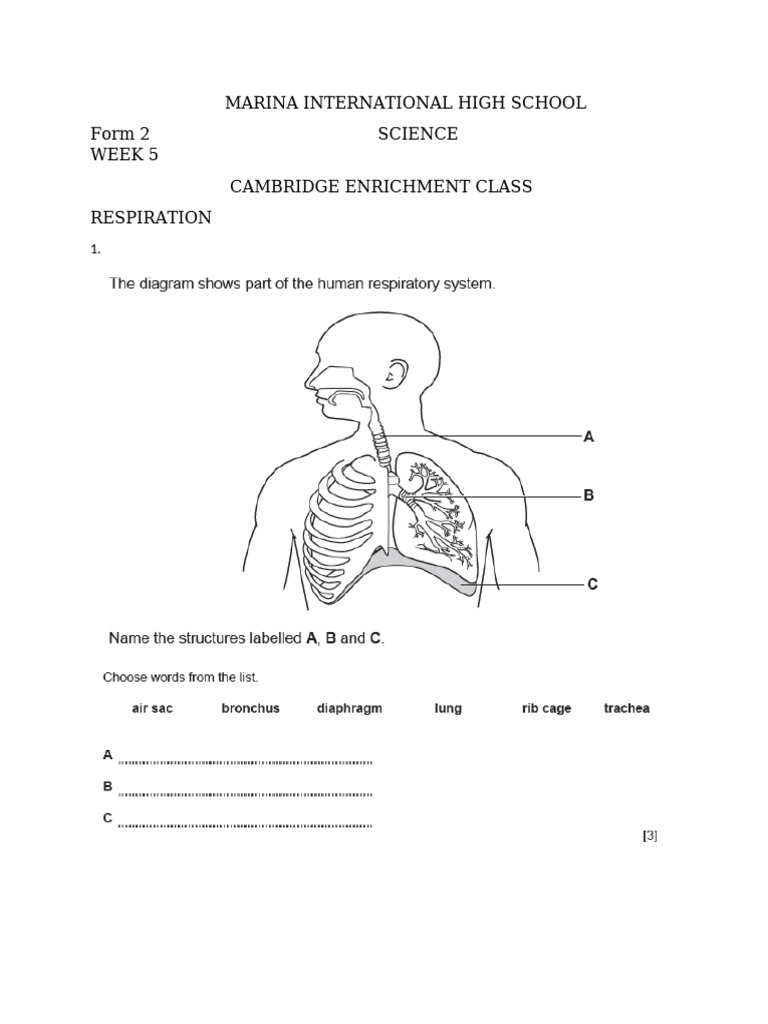 Form 2 Respiration | PDF
