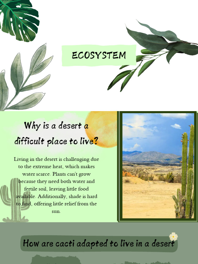 Desert Survival and Cacti Adaptations | PDF
