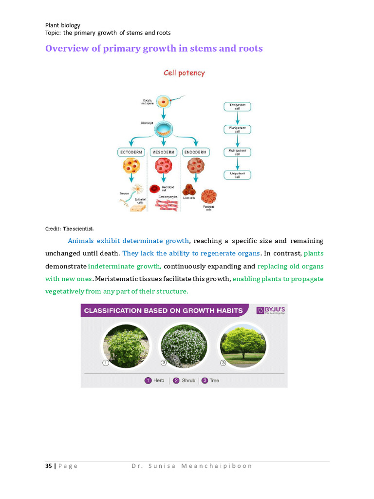 Primary Growth in Plant Root and Stems | PDF | Root | Plant Stem
