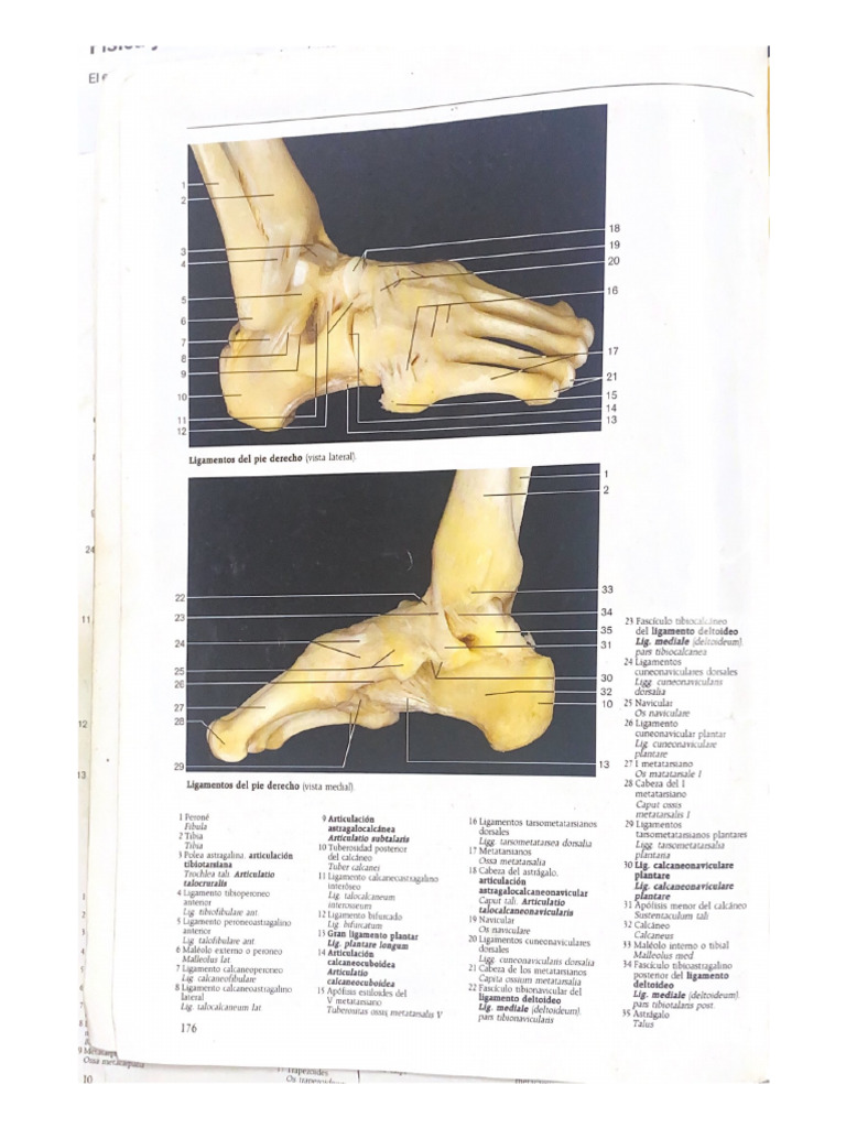 Ligamentos Del Pie Derecho (Vista Lateral) . | PDF