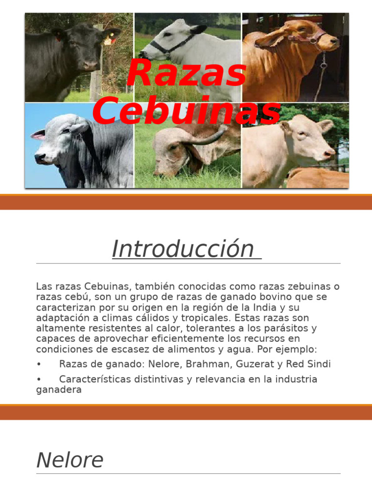 Presentacion Razas Cebuinas Pecuaria | PDF