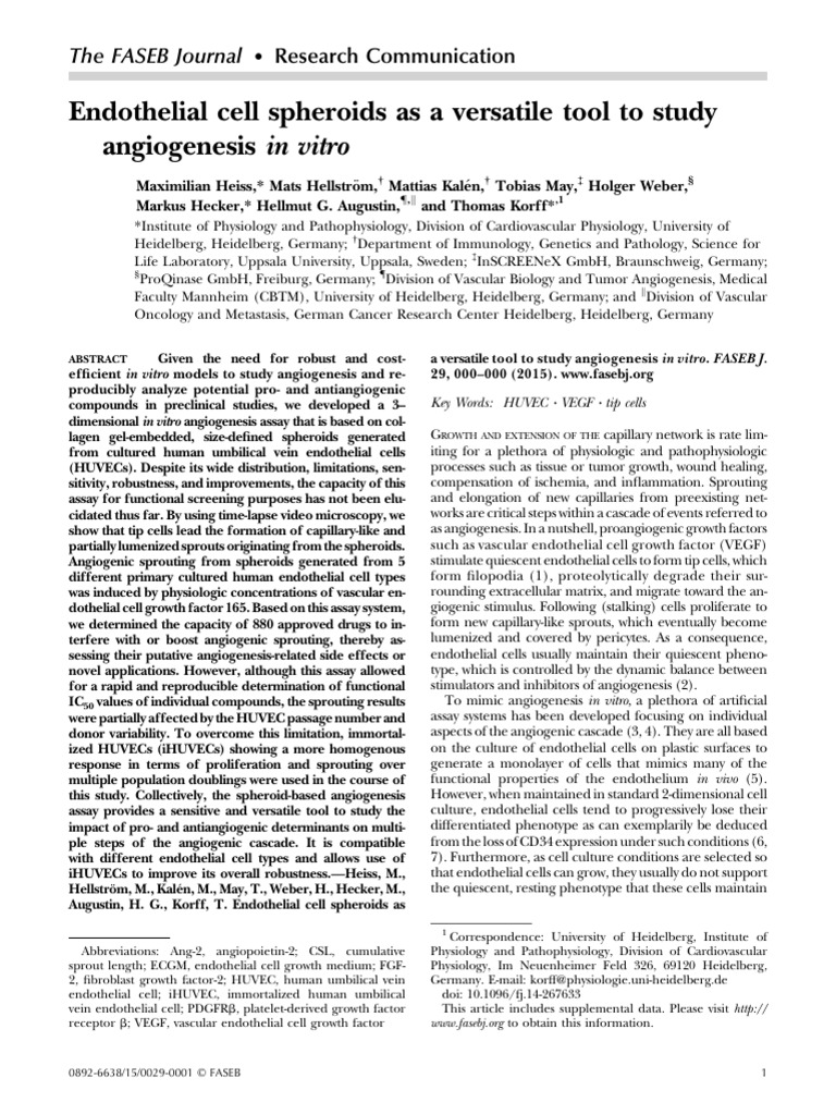 Endothelial Cell Spheroids As A Versatile Tool To Study Angiogenesis in ...