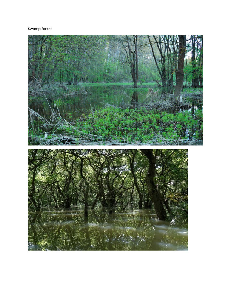 Social Studies Climate N Vegetation | PDF