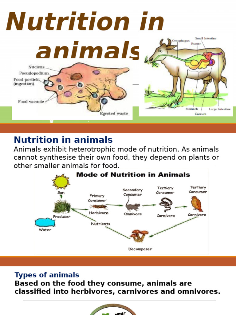 Animal Nutrition and Digestion Explained | PDF | Small Intestine ...