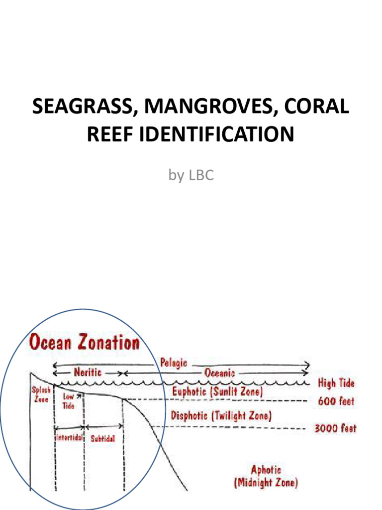 Seagrass Mangroves Coral Reef Identification Laurence | PDF | Mangrove ...