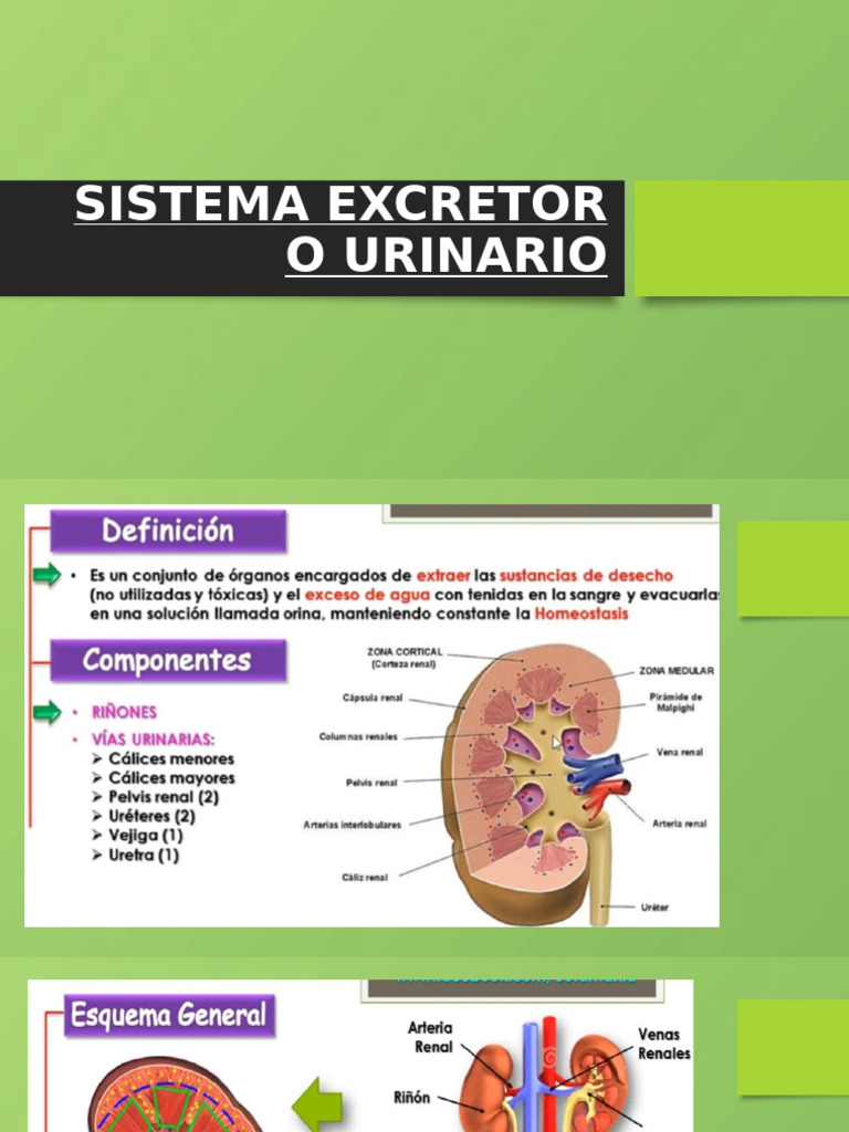 Sistema Excretor o Urinario | PDF