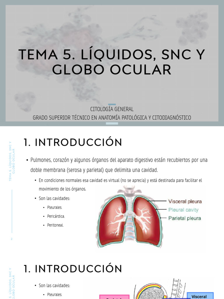 Tema 5.1. Líquidos J SNC y Globo Ocular | PDF | Articulación | Fluido cerebroespinal