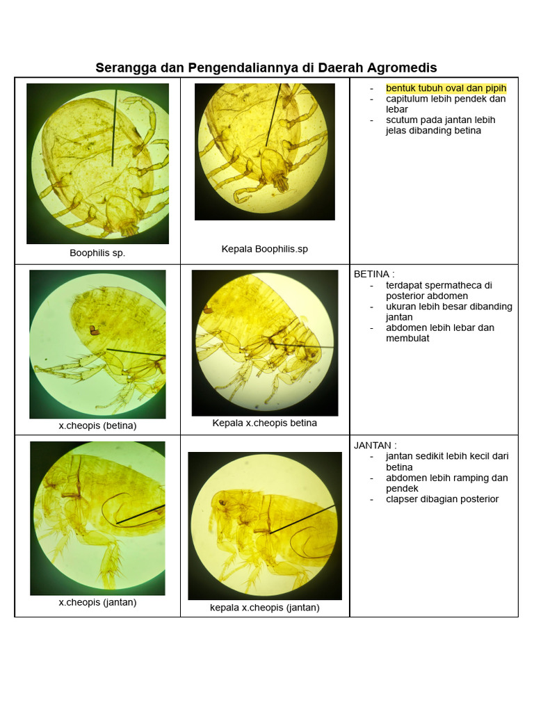 PREPARAT Praktikum 5 - Serangga Sebagai Vector & Uji Larvasida | PDF