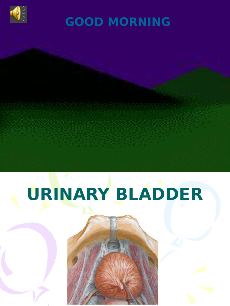 Urinary Bladder | PDF | Pelvis | Anatomy
