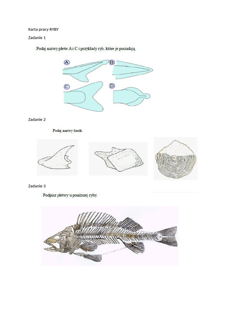 Karta Pracy RYBY | PDF