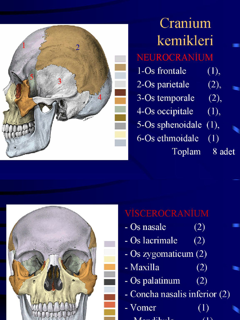 Ders-Neurocranium Kemikleri (Frontal, Parietal, Occipital) | PDF