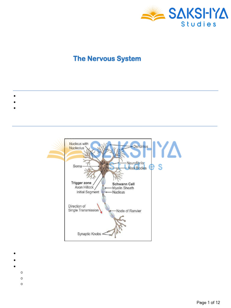 Overview of the Nervous System | PDF | Ear | Neuron