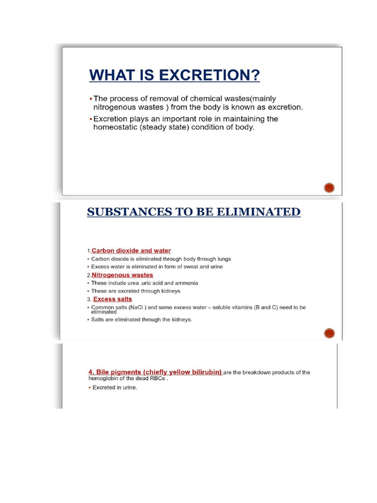 Excretory System Notes | PDF