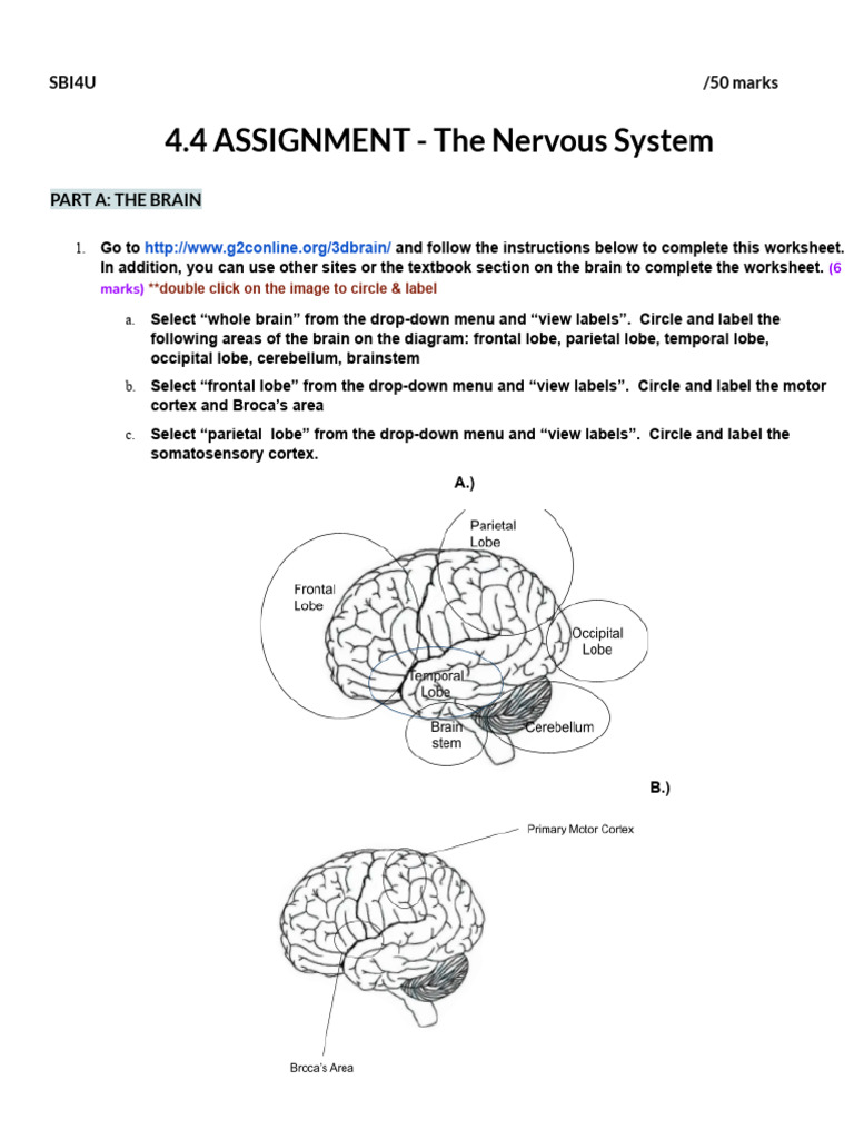 Unit 4 - Assign - 4.4 - Carrie - Richards | PDF | Action Potential | Chemical Synapse