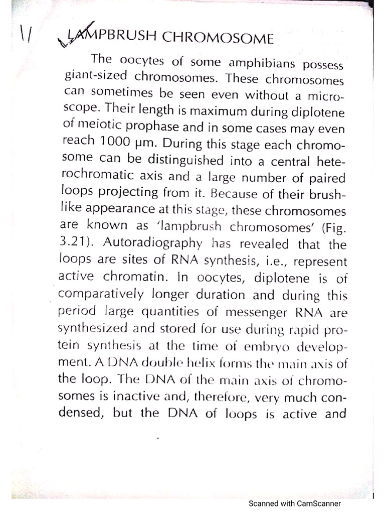 Lampbrush | PDF