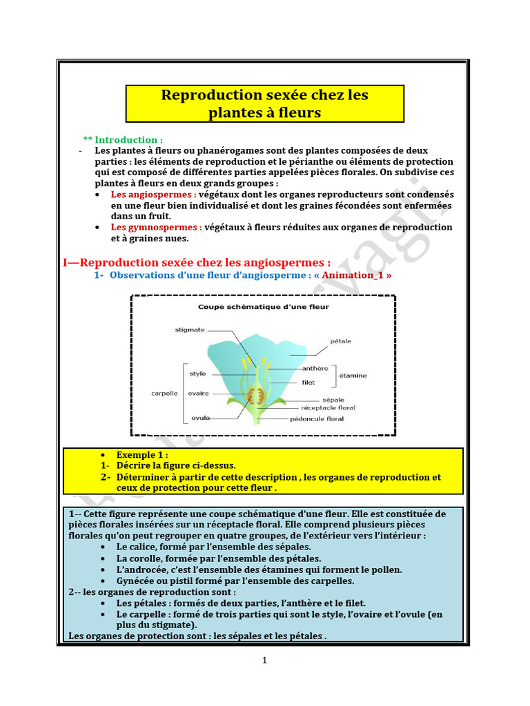 Parties et organes d'une fleur | PDF | Pollinisation | Fleurs