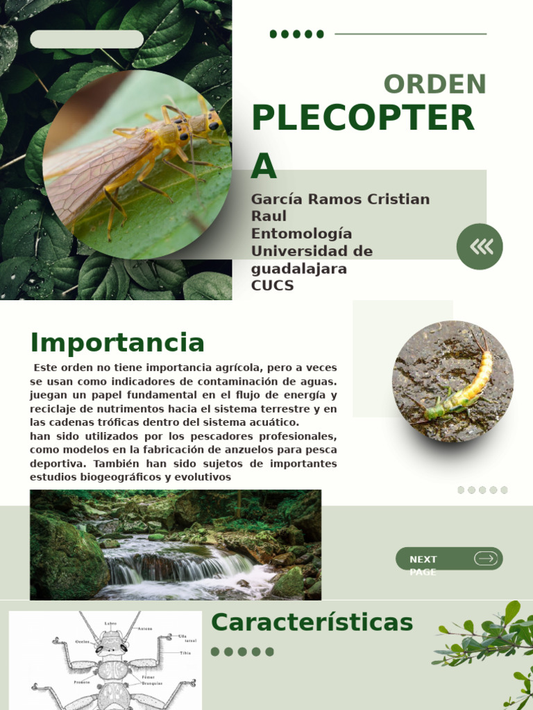 PLECOPTERA Entomología | PDF | Insectos