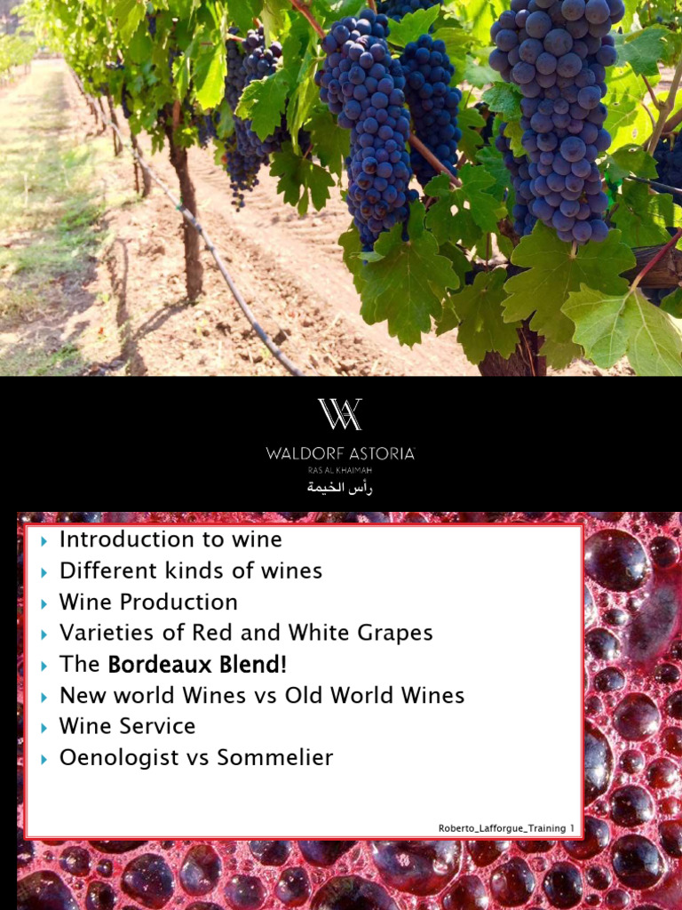 Wine Training Level 1 Overview | PDF | Wine | Winemaking