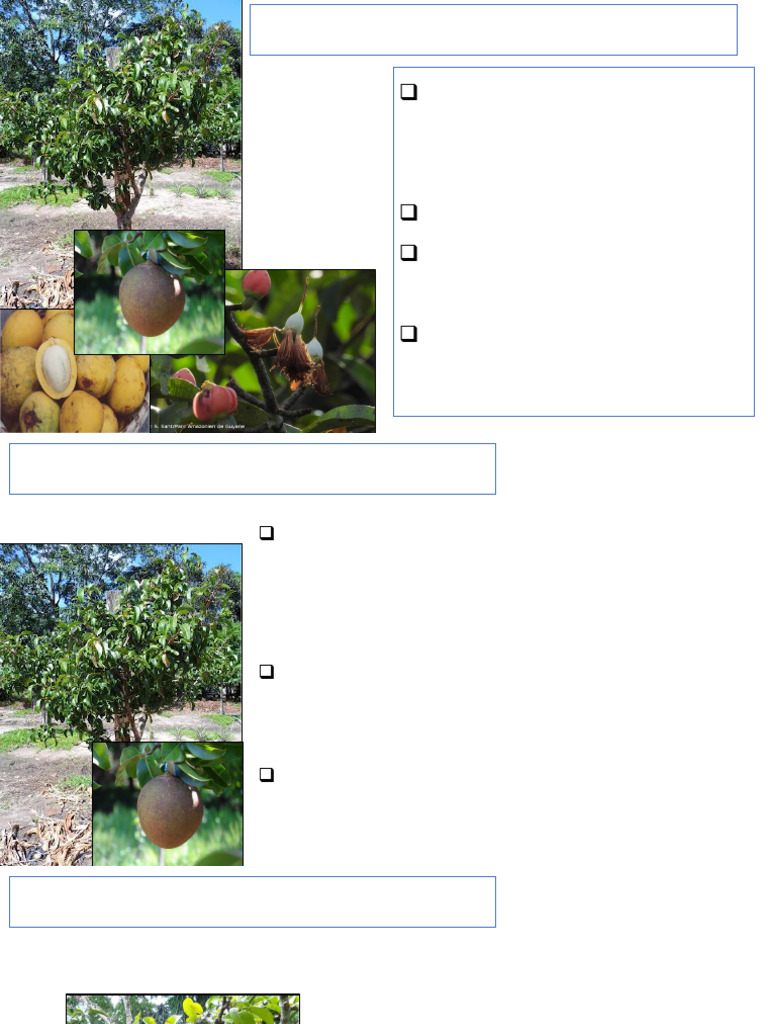 Bacuri (Platonia Insignis Mart.) | PDF | Árvores | Florestas