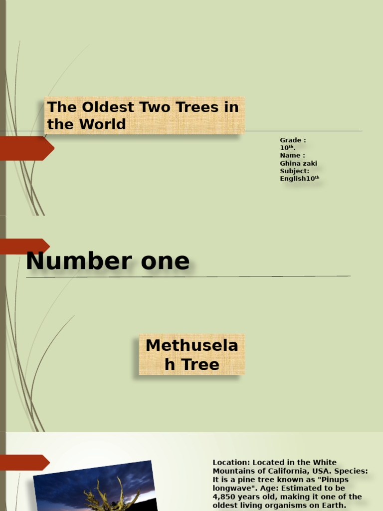 The Twe Oldest Tree in The World | PDF