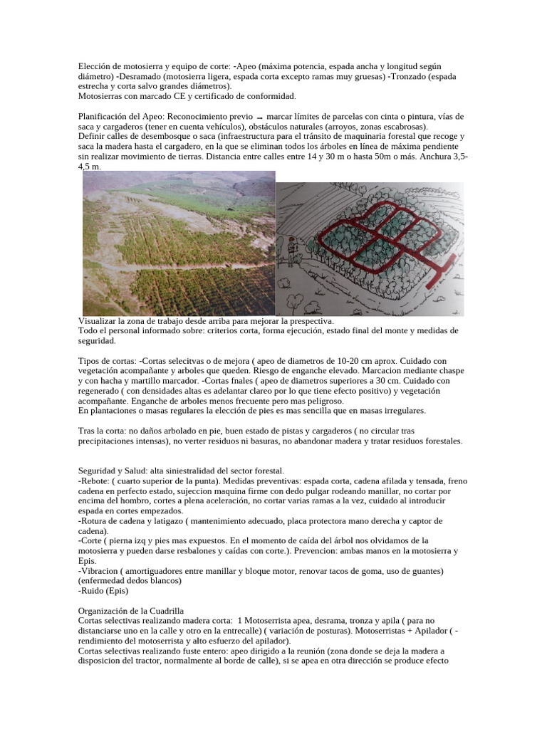 Técnicas de Apeo y Seguridad Forestal | PDF | Arboles | Madera