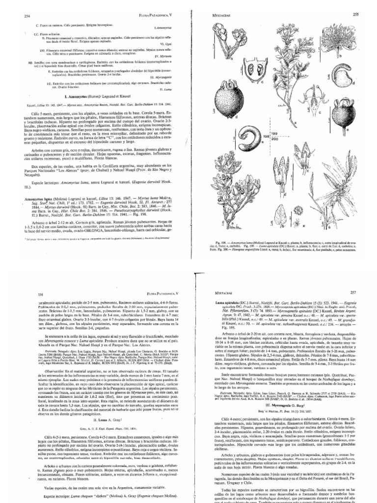 Luma Apiculata | PDF